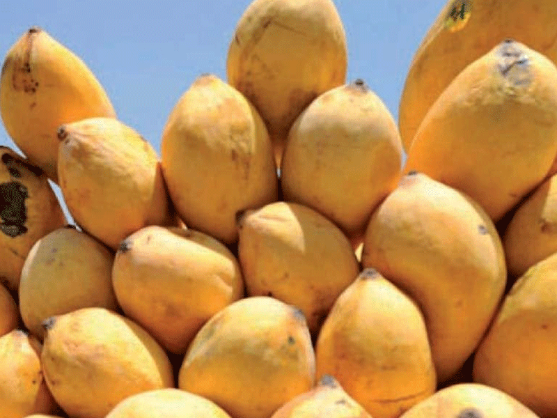 Commerce Minister highlights need to boost Pakistani mangoes, dates ...